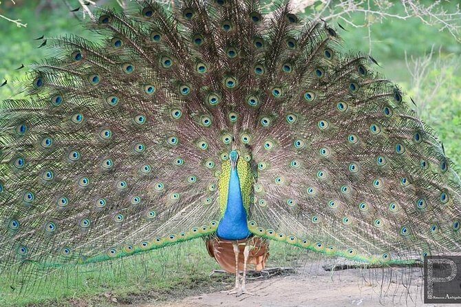 Special Half Day Yala Safari with Guide - Key Points