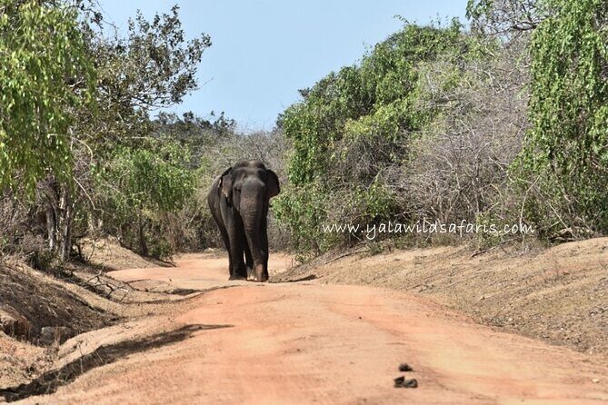 Special Leopard Safari Tour in Yala National Park by Malith & the team - Unveiling the Special Leopard Safari Tour in Yala National Park