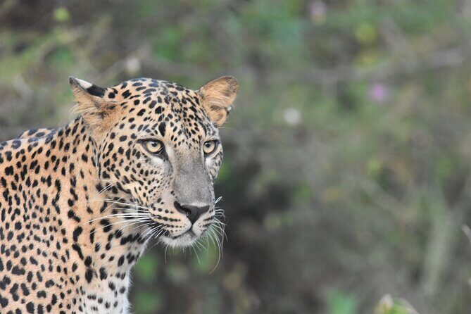 Special Leopard Safari Tour in Yala National Park by Malith & the team - Why You’ll Love This Safari