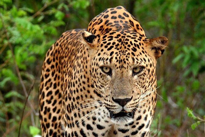 Special Leopard Safari Tour in Yala National Park by Malith & the team - FAQ