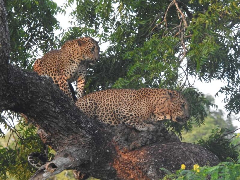 Special leopard safari with breakfast - Janaka safari - Key Points