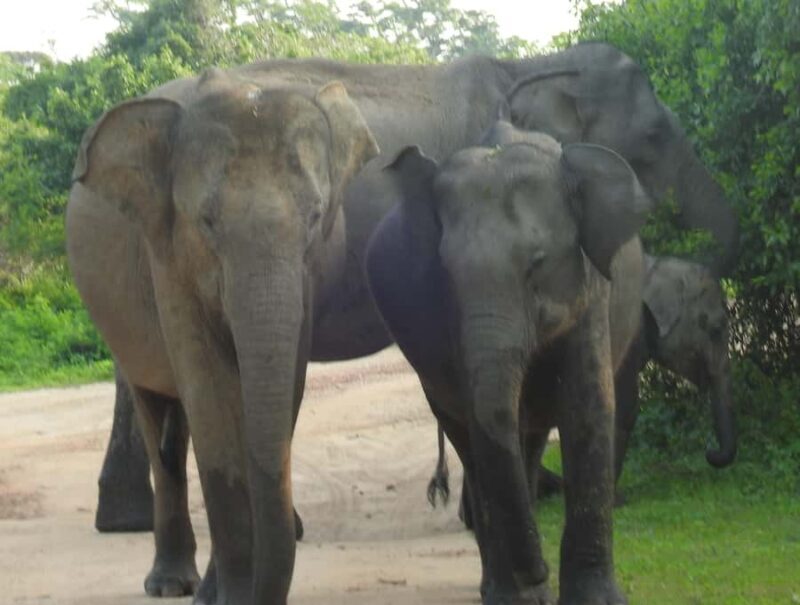 Special leopard safari with breakfast - Janaka safari - Who Is This Safari Best For?