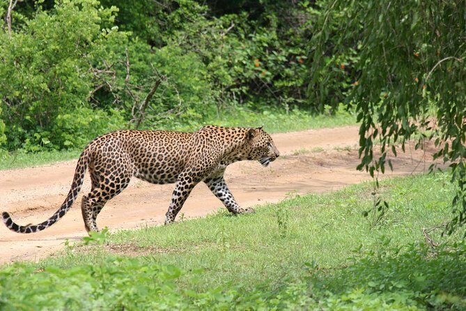 Special Leopards safari - Yala National park - 04.30 am to 11.30 am - The Sum Up