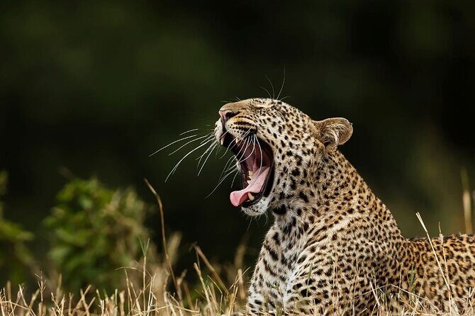 Special Leopards Safari Yala National Park - 04:30 AM to 11:30 AM - An In-Depth Look at the Safari Experience