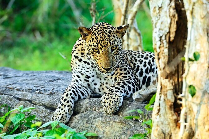 Special Leopards Safari Yala National Park - 04:30 AM to 11:30 AM - Why This Safari Stands Out