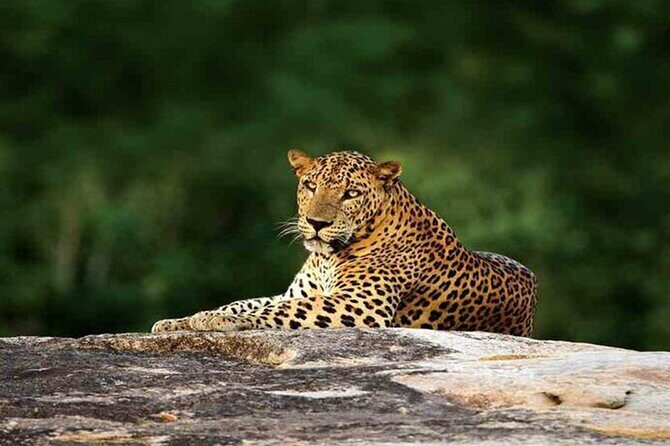 Special Leopards Safari Yala National Park - 04:30 AM to 11:30 AM - FAQ
