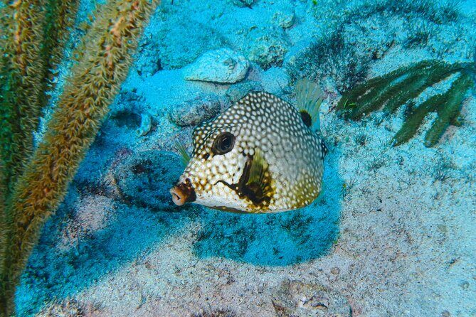 SPECIAL! Snorkel at MUSA - The Underwater Museum Reservation - What to Expect from This Snorkel Tour