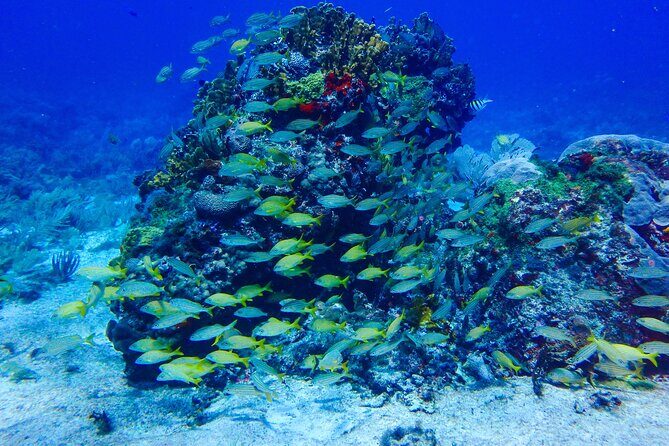 SPECIAL! Snorkel at MUSA - The Underwater Museum Reservation - Final Thoughts