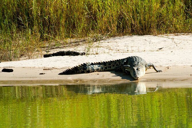 Spectacular Jumping Crocodile Cruise with Darwin Transfer Bus - Who Will Love This Tour?