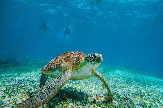 Speed Boat with Snorkeling Adventure of Cancun - The Overall Experience: Who Will Love It?