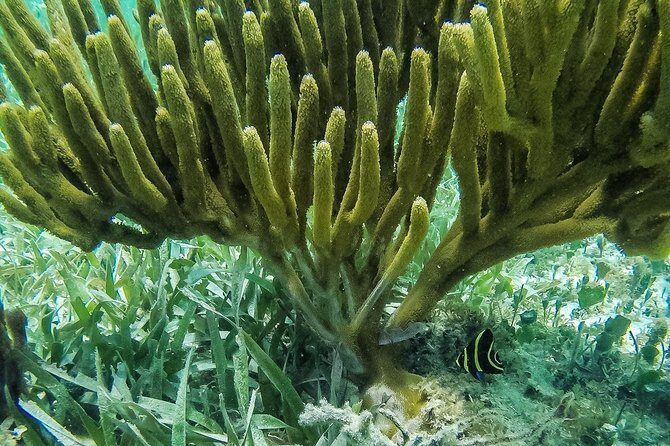 Speedboat and snorkel tour: Single Passenger Boat - Insights from Travelers’ Reviews