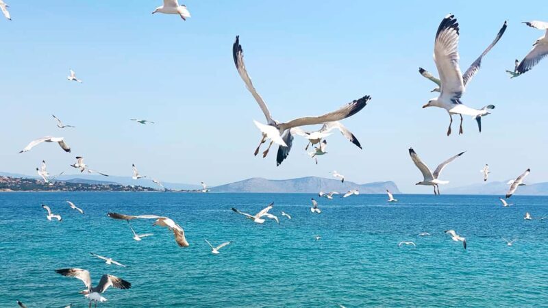 Spetses Island: Full Day Trip from Athens with Swimming - Who Would This Tour Suit Best?