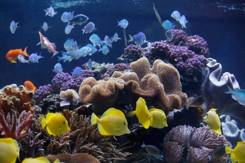 Speyer: SEA LIFE Behind the Scenes Tour - Introduction