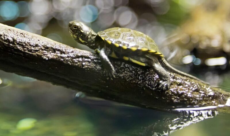 Speyer: SEA LIFE Behind the Scenes Tour - Practical Details and Value