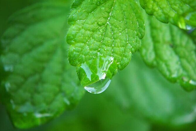 Spice Tour And Home-Cooked Goan Lunch At An Organic Plantation - Feni and Urak Tasting: Highlights and Considerations