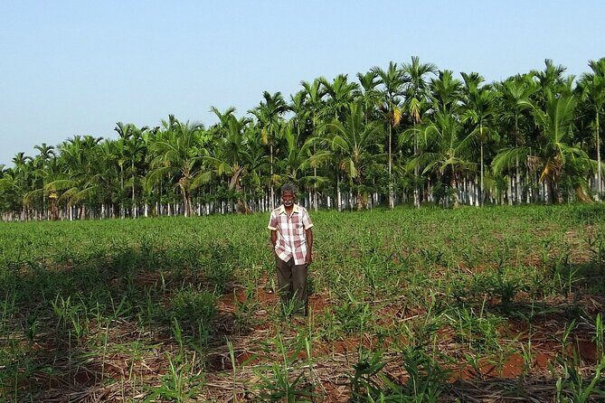 Spice Tour And Home-Cooked Goan Lunch At An Organic Plantation - Overall Value and Practical Considerations