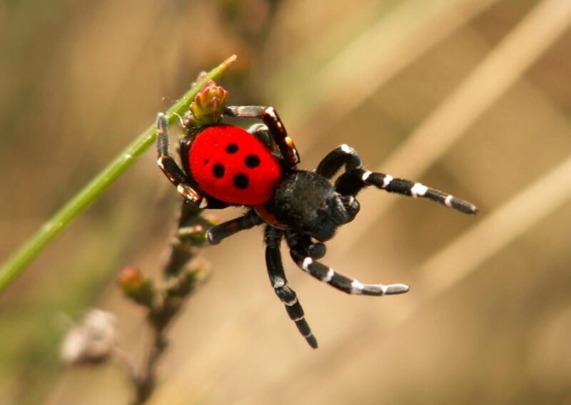 SPIDERS - WATCHING - Key Points