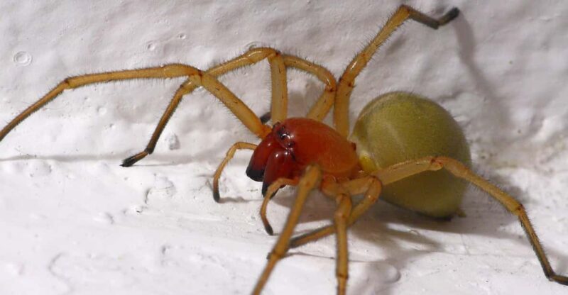 SPIDERS - WATCHING - A Close Look at the Spiders Watching Tour
