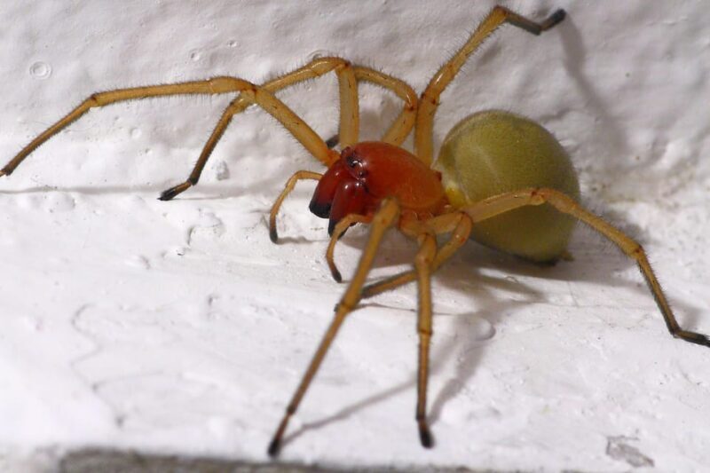 SPIDERS - WATCHING - Final Thoughts