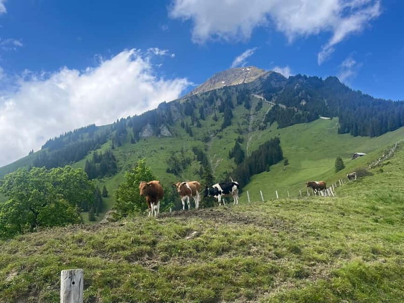 Spiez: Summit Mt. Niesen with a Swiss Triathlete - Why This Tour Offers Great Value