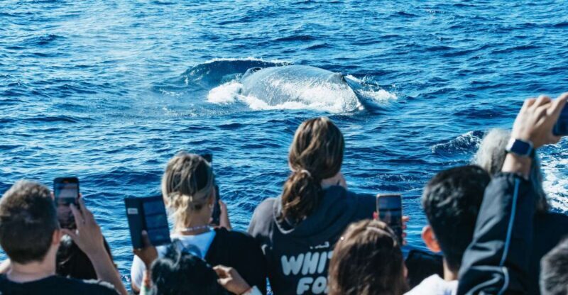 Spirit of Gold Coast 2.5-Hour Whale Watching Tour - An Overview of the Whale Watching Experience