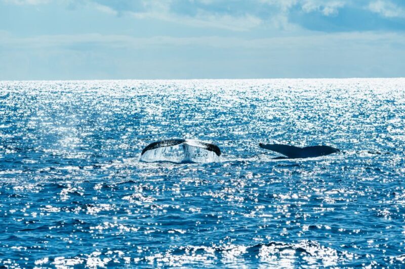 Spirit of Gold Coast 2.5-Hour Whale Watching Tour - The Value of the Price