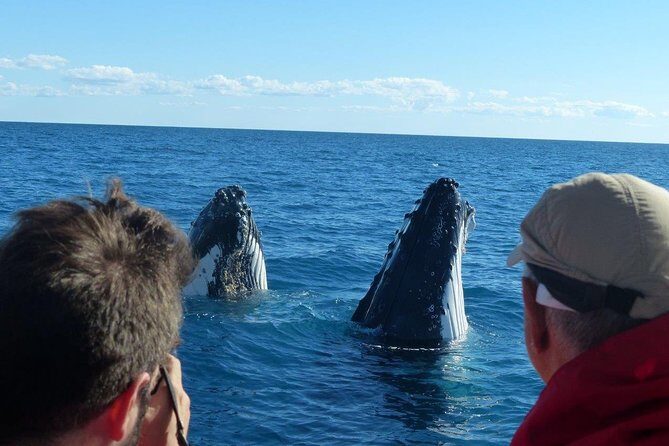 Spirit of Hervey Bay Whale Watching Cruise - Who Should Book This Tour?