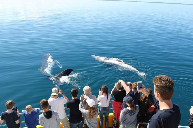 Spirit of Hervey Bay Whale Watching Cruise - FAQ