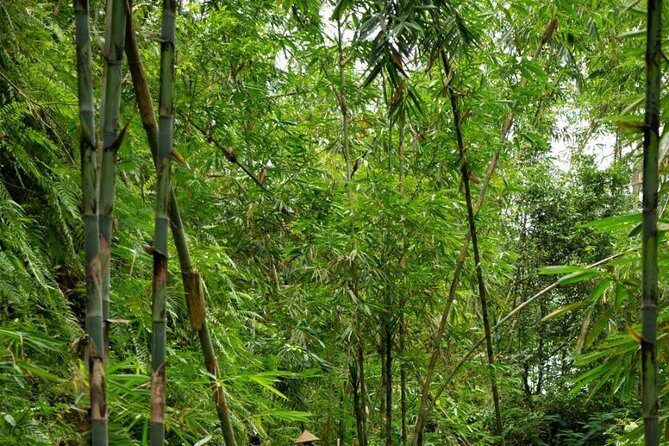 Spiritual Journey with private purification ceremony, local priest - Ubud - The Experience in Detail