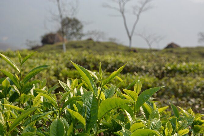 Splendors of the North East India - Who Will Love This Tour?