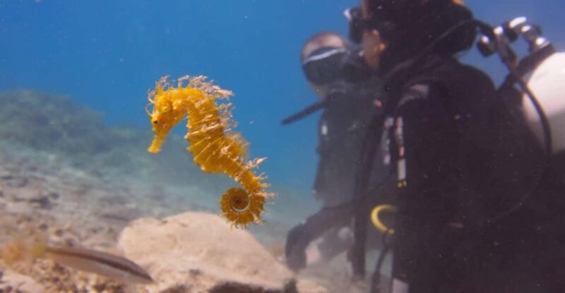 Split-Makarska-Brela Try SCUBA Dive - Who Should Consider This Tour?