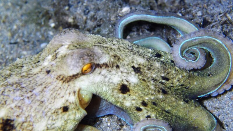 Split-Makarska-Brela Try SCUBA Dive - FAQ