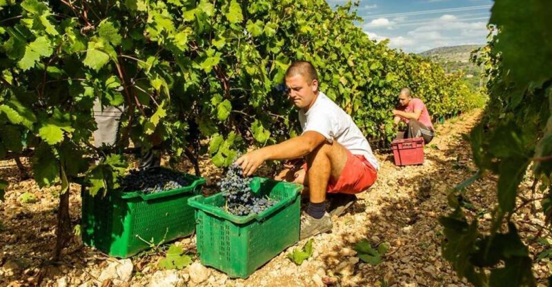 Split or Trogir: Krka Waterfalls & Wine and Food tasting - An In-Depth Look at the Tour Experience