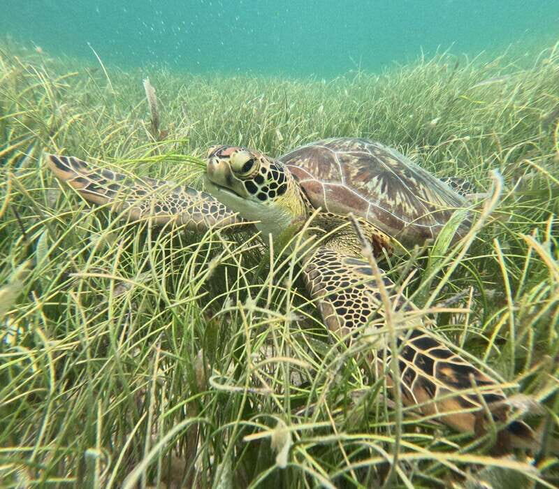 sport fishing and snorkeling in the reef in costa maya - Key Points