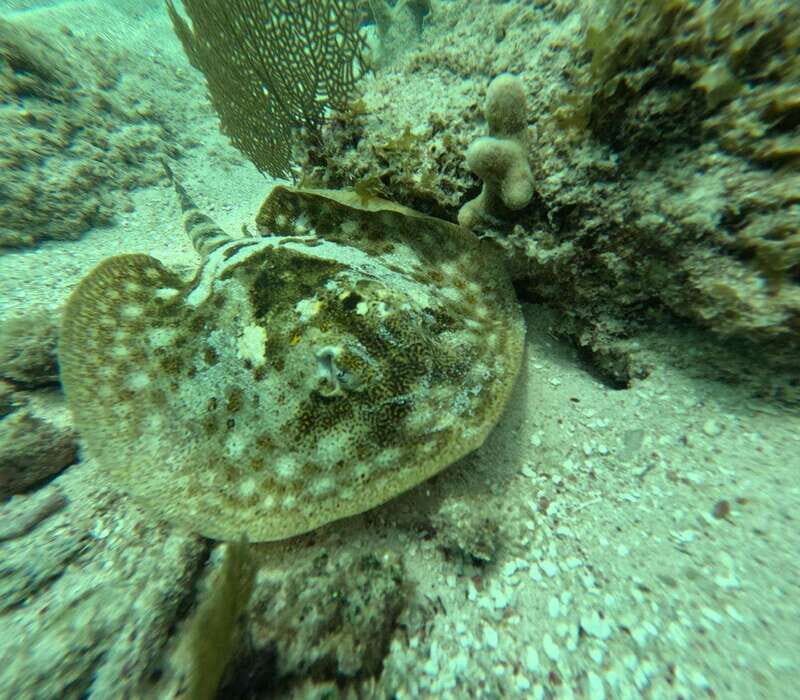 sport fishing and snorkeling in the reef in costa maya - An Honest Look at the Costa Maya Fishing and Snorkeling Tour
