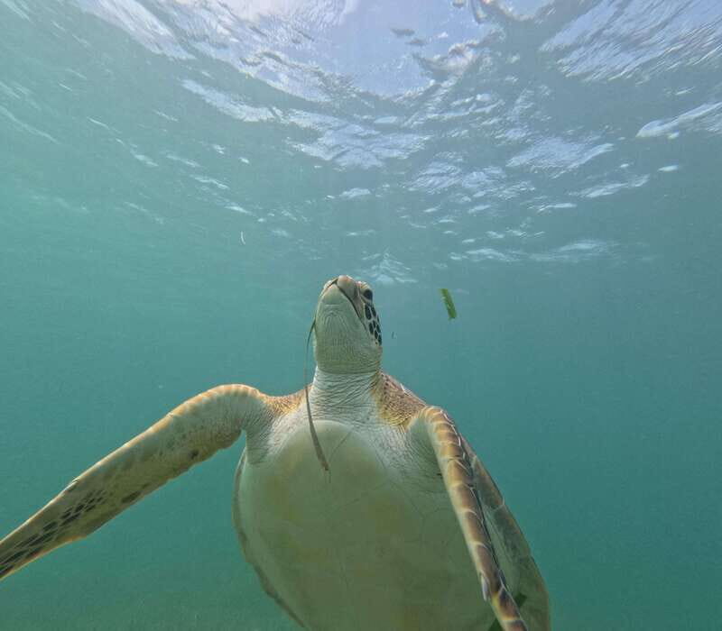 sport fishing and snorkeling in the reef in costa maya - FAQ