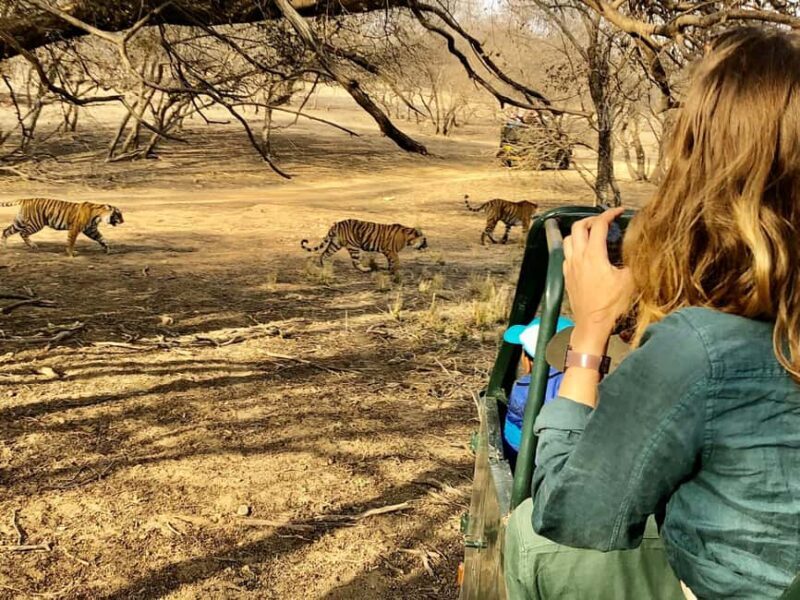 Spot Tigers and other wild of Ranthambore on a Day-Same Tour - Key Points