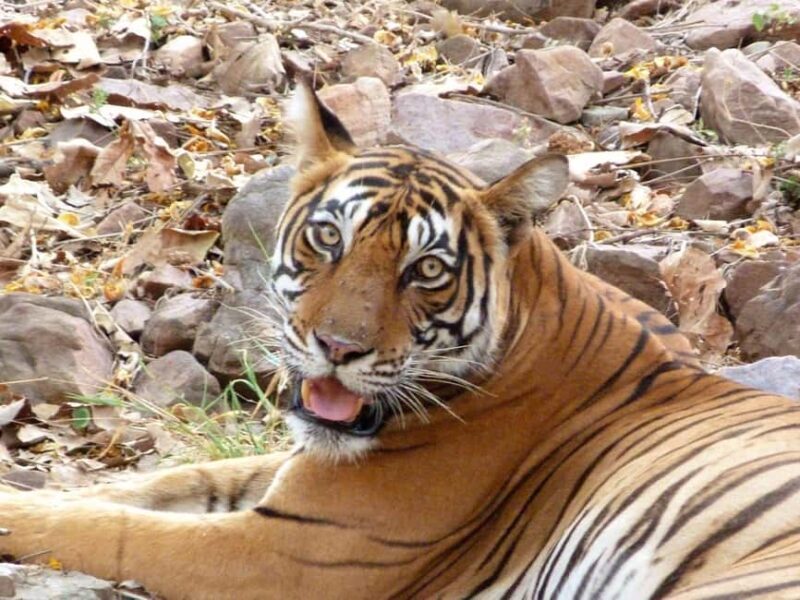 Spot Tigers and other wild of Ranthambore on a Day-Same Tour - Practical Details and What to Pack
