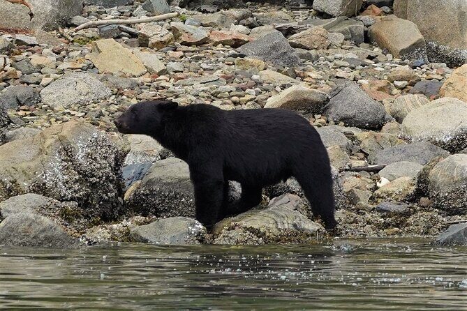 Spring Bears and Whales Tour in Campbell River - Key Points