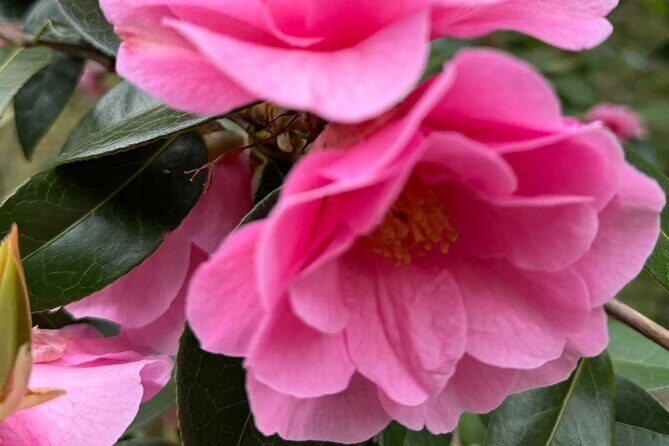 Spring Cherry Blossom Tour Victoria YYJ Airport Pickup - An In-Depth Look at the Experience