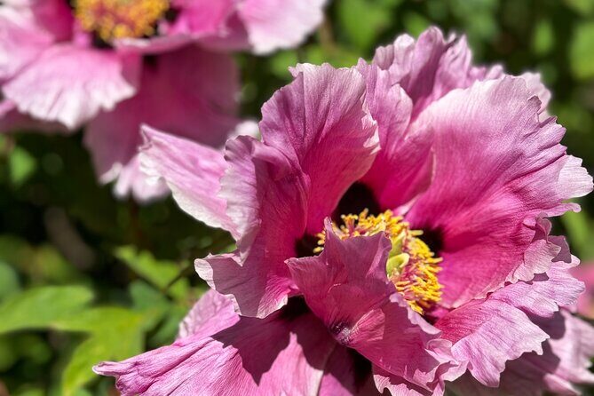 Spring Cherry Blossom Tour Victoria YYJ Airport Pickup - Who Will Love This Tour?