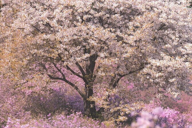 Spring flower Blossom festival, Railbike & Incheon Day tour - What Makes This Tour Stand Out?