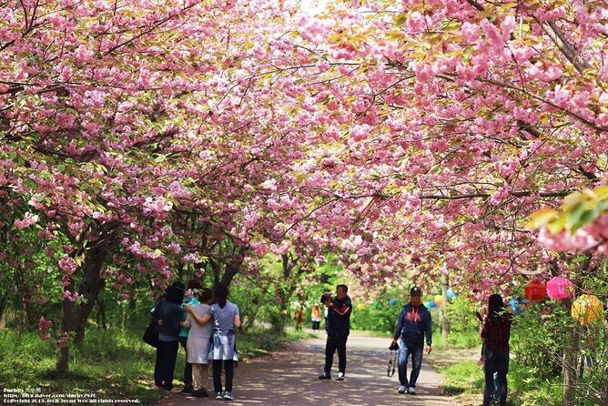 Spring Flower Festival and Seosan Gaesimsa and Munsusa Tour - Final Thoughts