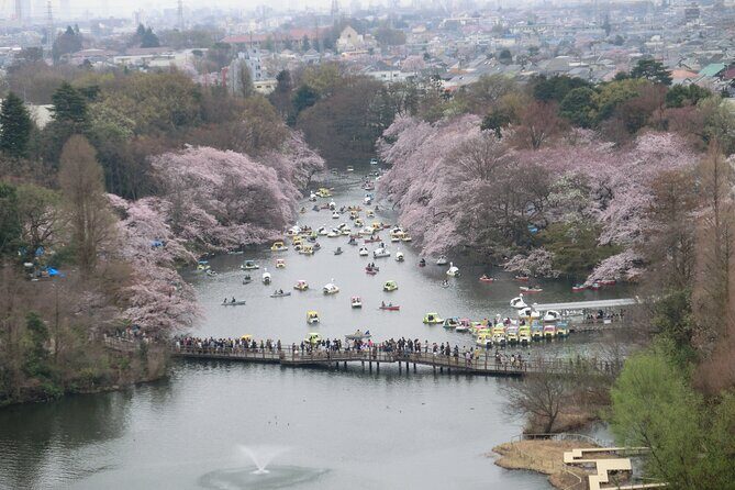 Spring in Kichijoji Discover Cherry Blossoms at Inokashira Park - Key Points