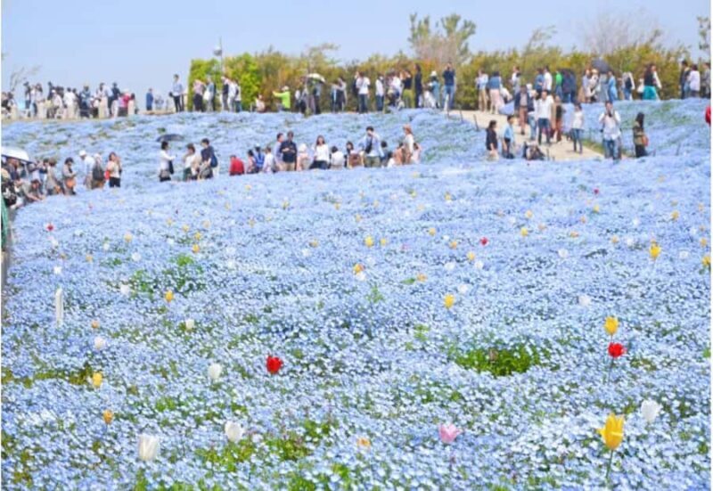 Spring LimitedNemophila Festival & Osaka Kaiyukan Day Trip - A Complete Look at the Nemophila & Kaiyukan Day Tour