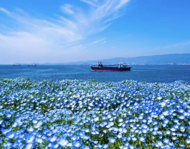 Spring LimitedNemophila Festival & Osaka Kaiyukan Day Trip - Why this tour is a smart pick for travelers