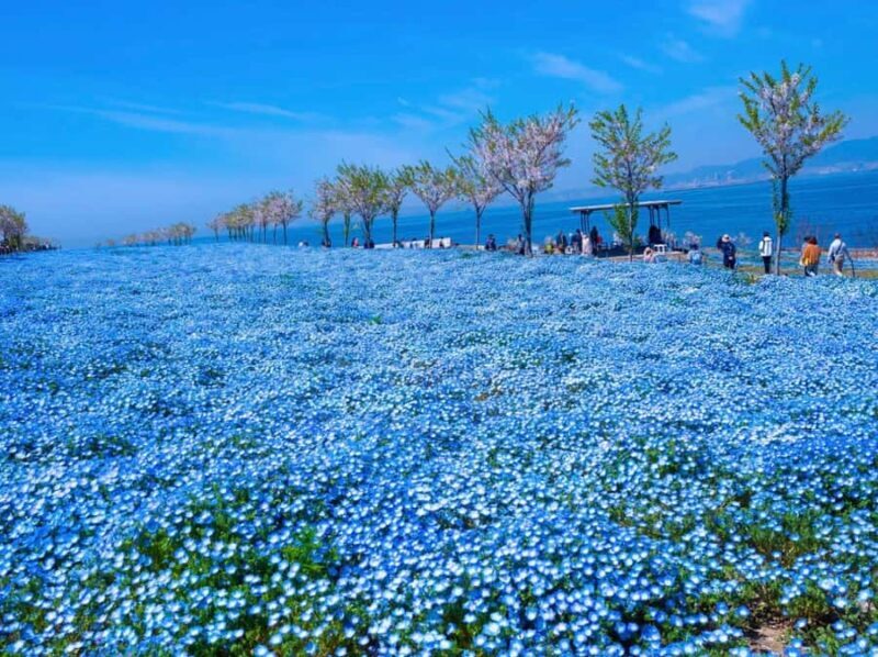 Spring LimitedNemophila Festival & Osaka Kaiyukan Day Trip - FAQ