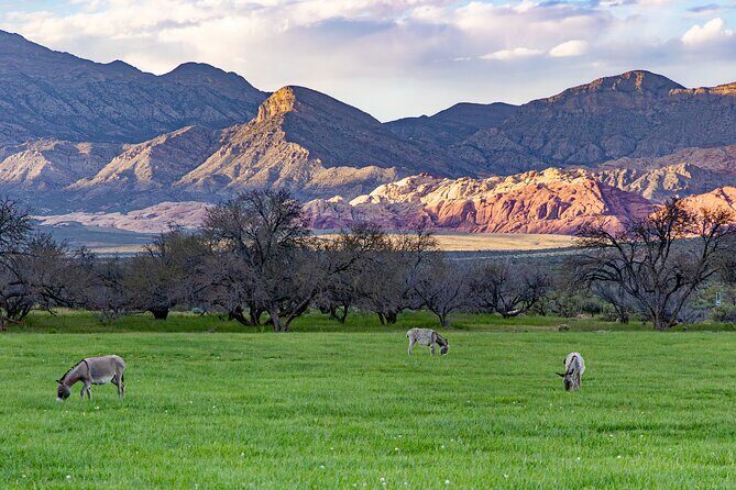 Spring Mountain Ranch Hike with Happy Hour Drinks - Final Thoughts