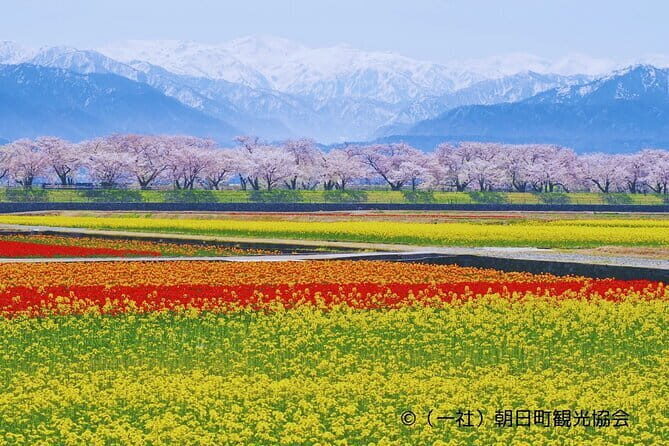 Spring Quartet & Matsukawa Sakura Tour in Toyama from Kanazawa - Overview of the Tour: A Visual Feast in Toyama