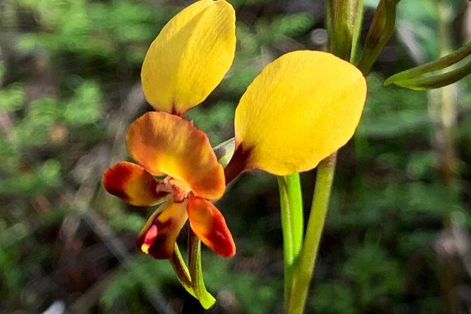 Spring Wildflower Private Day Tours - The Sum Up: Who Should Consider This Tour?